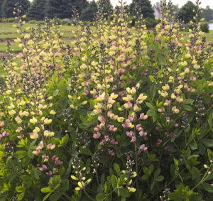 2019: A Choice Selection of Garden Plants Part 3 | floragloria