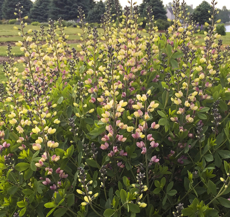 2019: A Choice Selection of Garden Plants Part 3 | floragloria